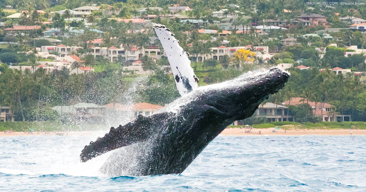 Fascinating Facts about Humpbacks | Maui Whale Watching